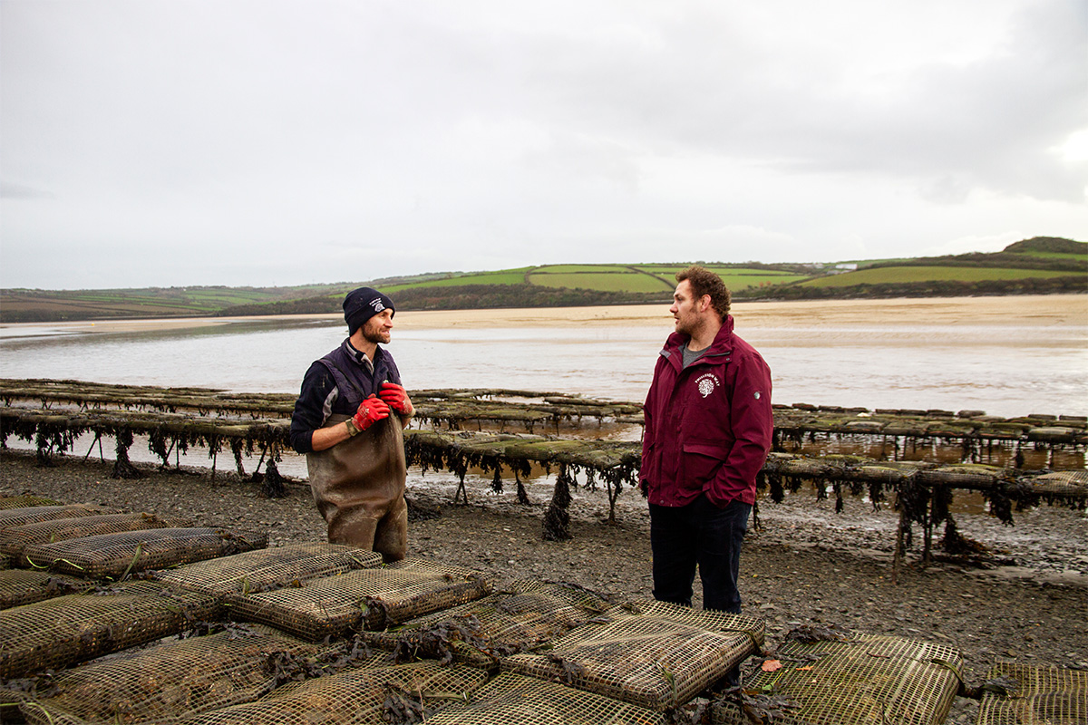 An Oyster Education, With Porthilly Shellfish - Philleigh Way Cookery ...